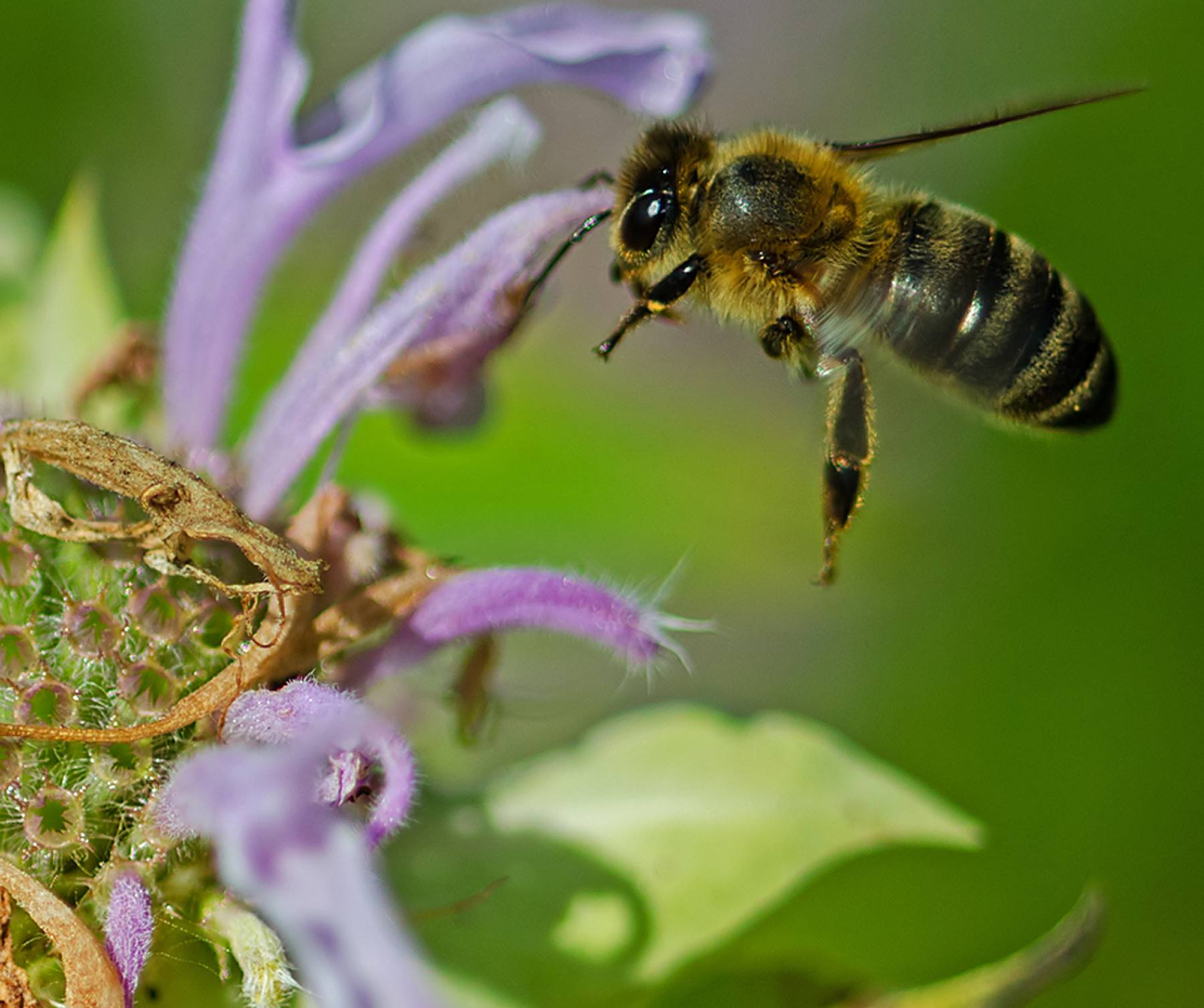 Pollinator Week 2014 | RISE | Responsible Industry for a Sound Environment