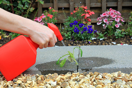Hand |Spraying Weed Killer Onto A Weed Growing Between Paving St | RISE ...